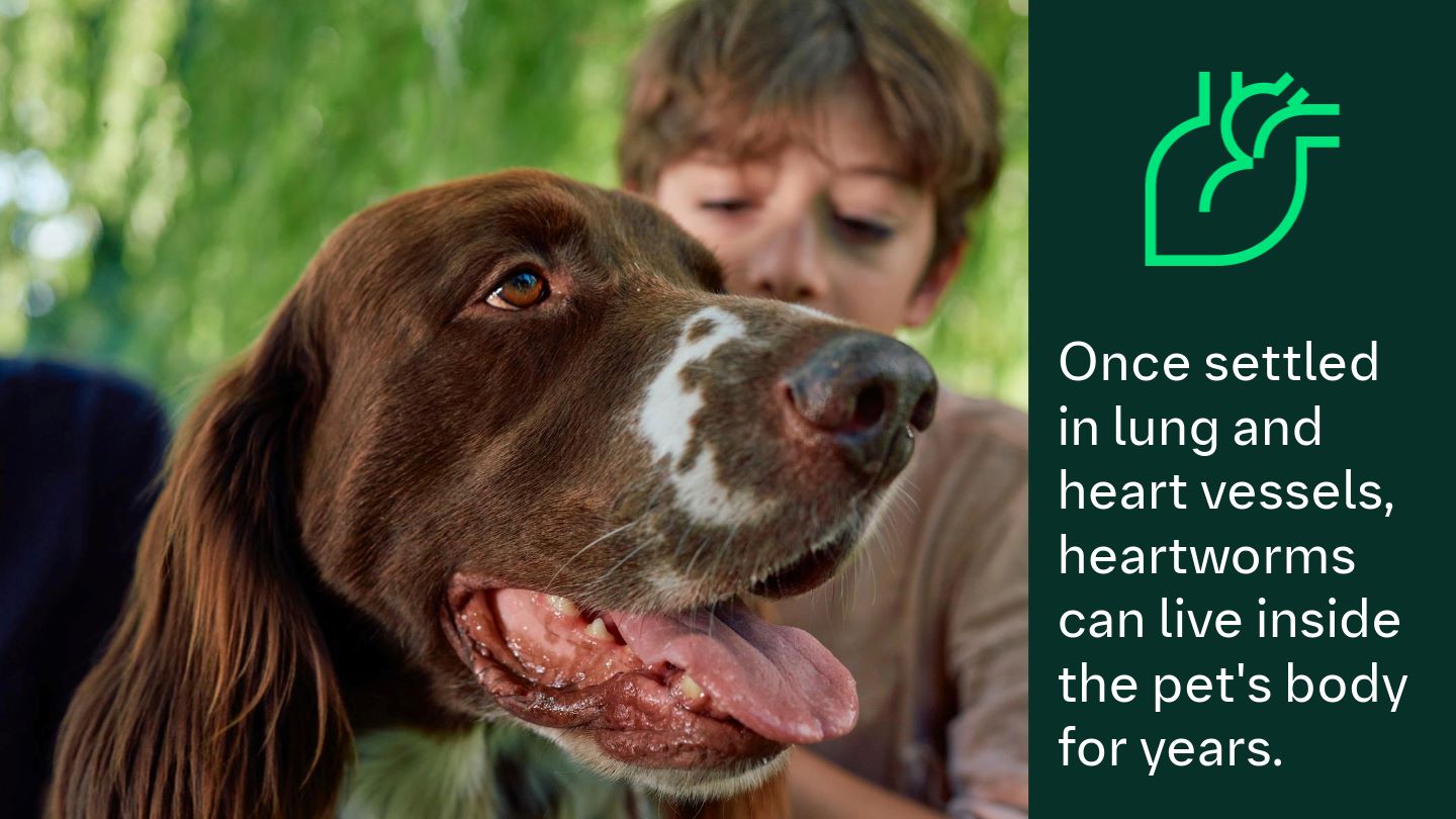 What everyone should know about heartworms | Boehringer Ingelheim