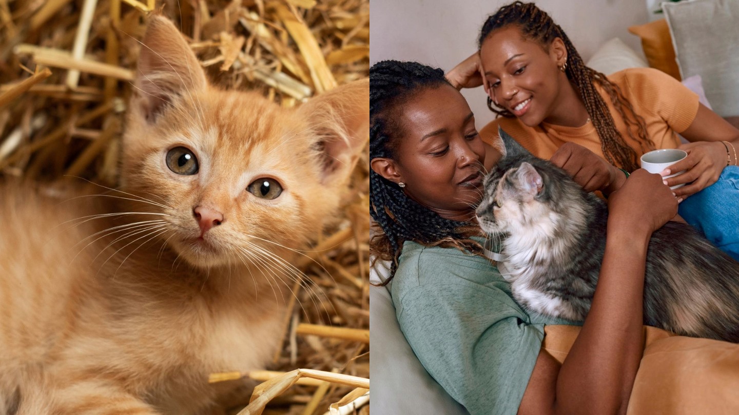 SEMINTRA 4mg/ml oral solution cats chronic kidney disease hypertension ...