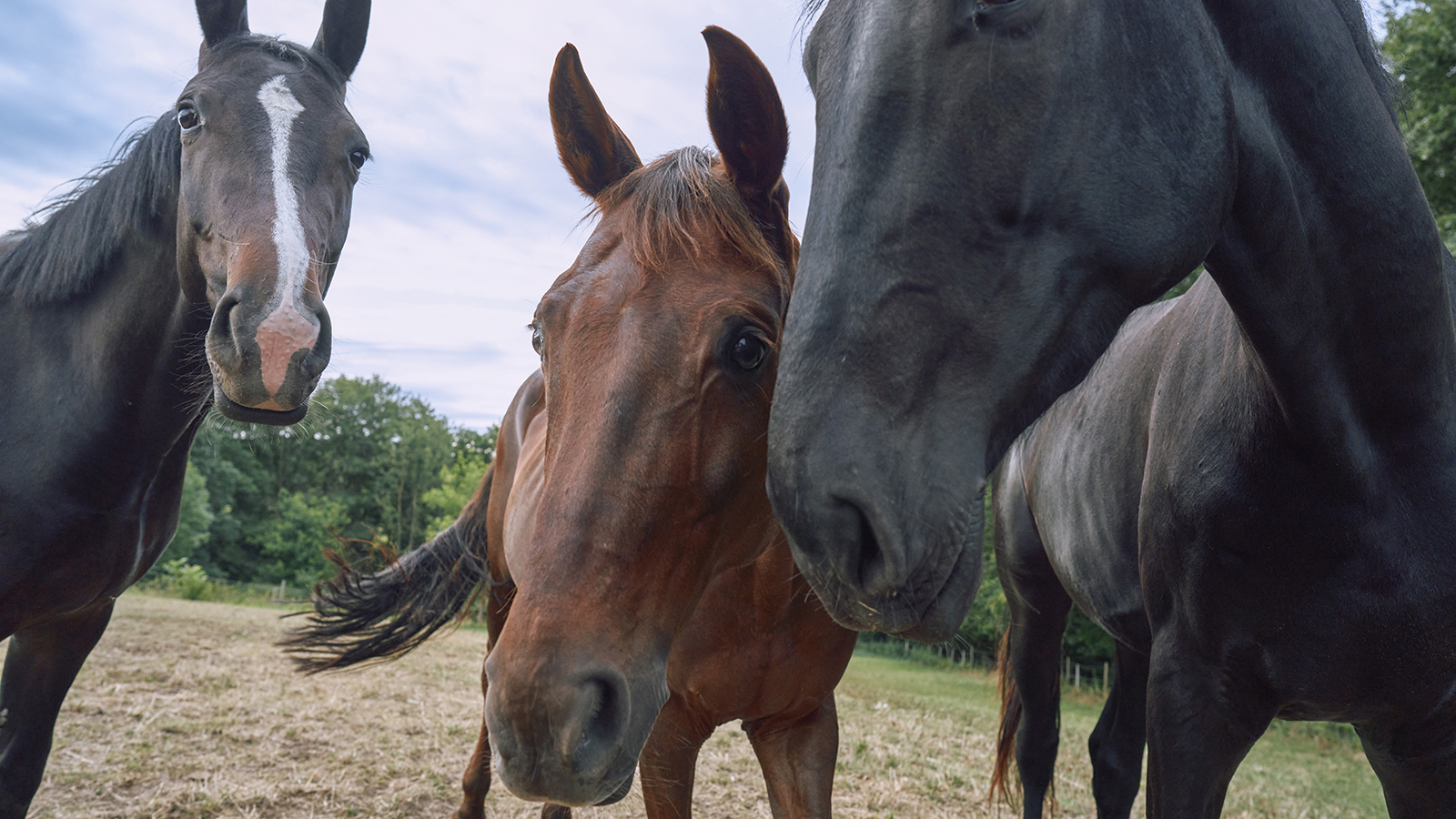 Porcino | Boehringer Ingelheim ES