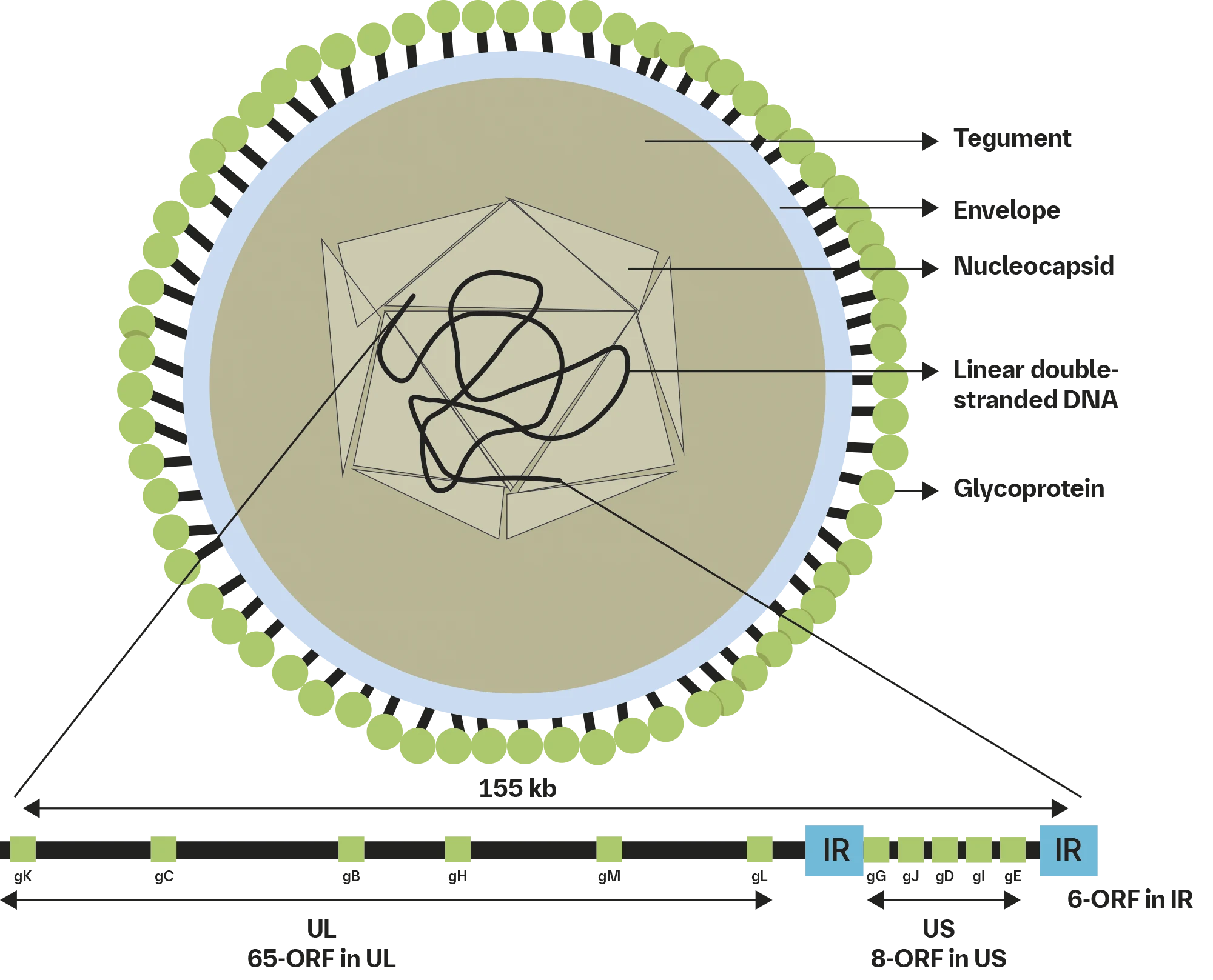 Vaxxitek® HVT+IBD+ILT | Boehringer Ingelheim