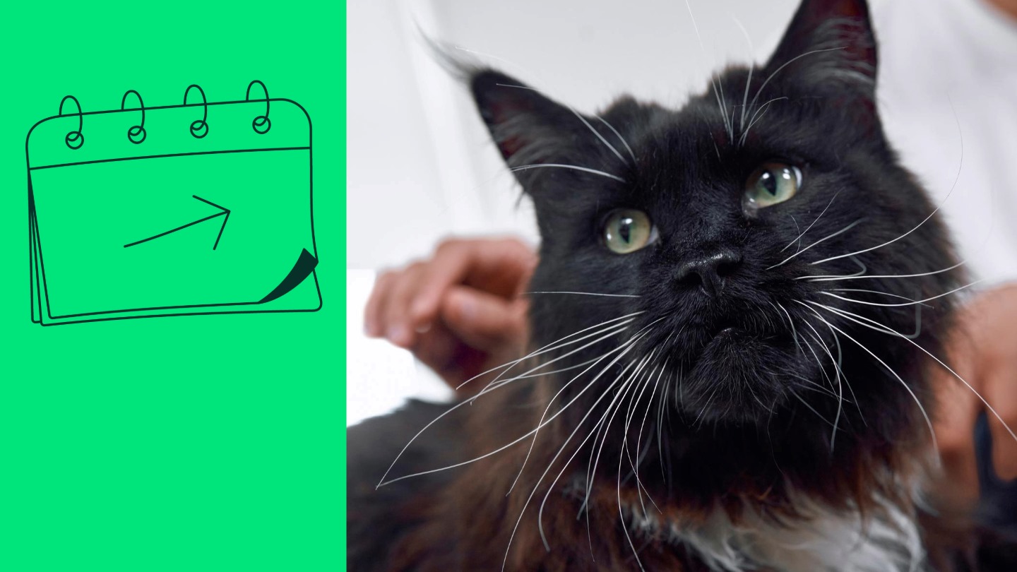 SEMINTRA 4mg/ml oral solution cats chronic kidney disease hypertension ...