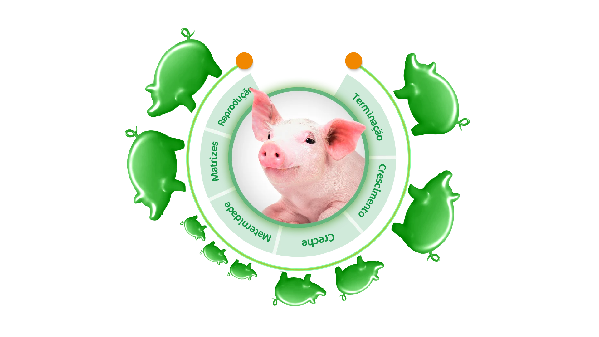 Ingelvac CircoFLEX® | Boehringer Ingelheim