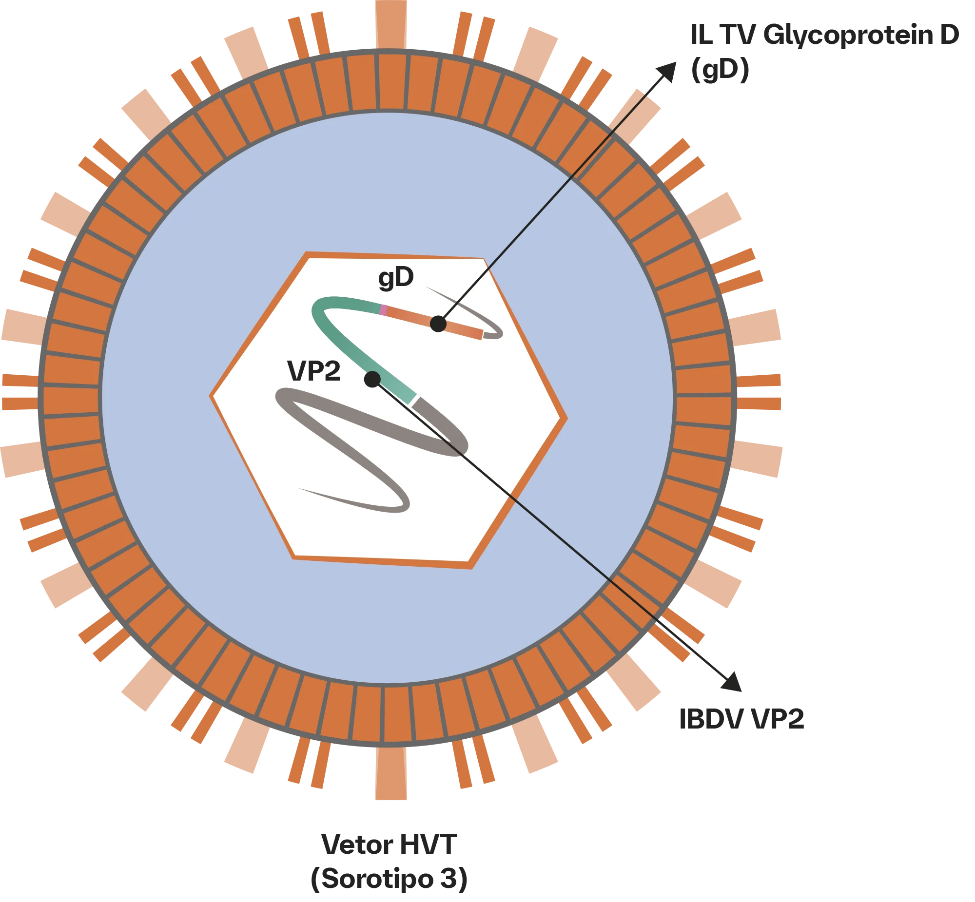 Vaxxitek® HVT+IBD+ILT | Boehringer Ingelheim