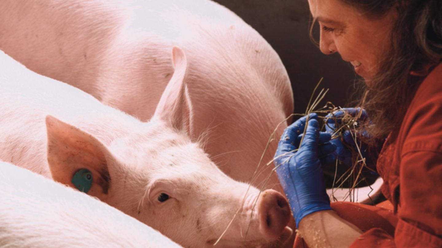 Swine | Boehringer Ingelheim