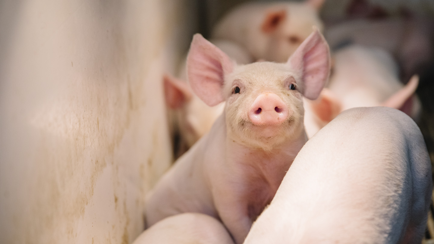 Staying one step ahead of porcine circovirus | Boehringer Ingelheim CA