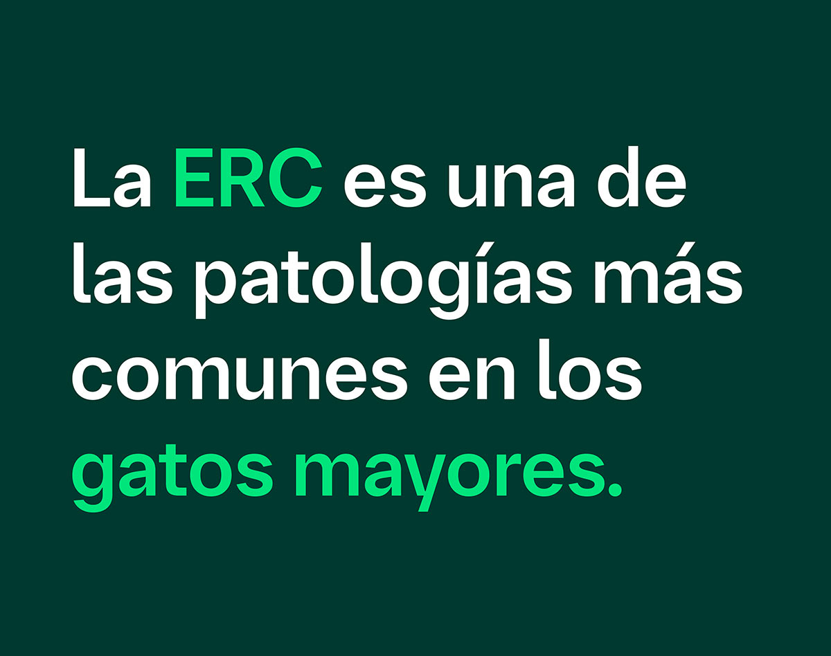 Enfermedad Renal Crónica en gatos: No dejes que sea una batalla perdida ...