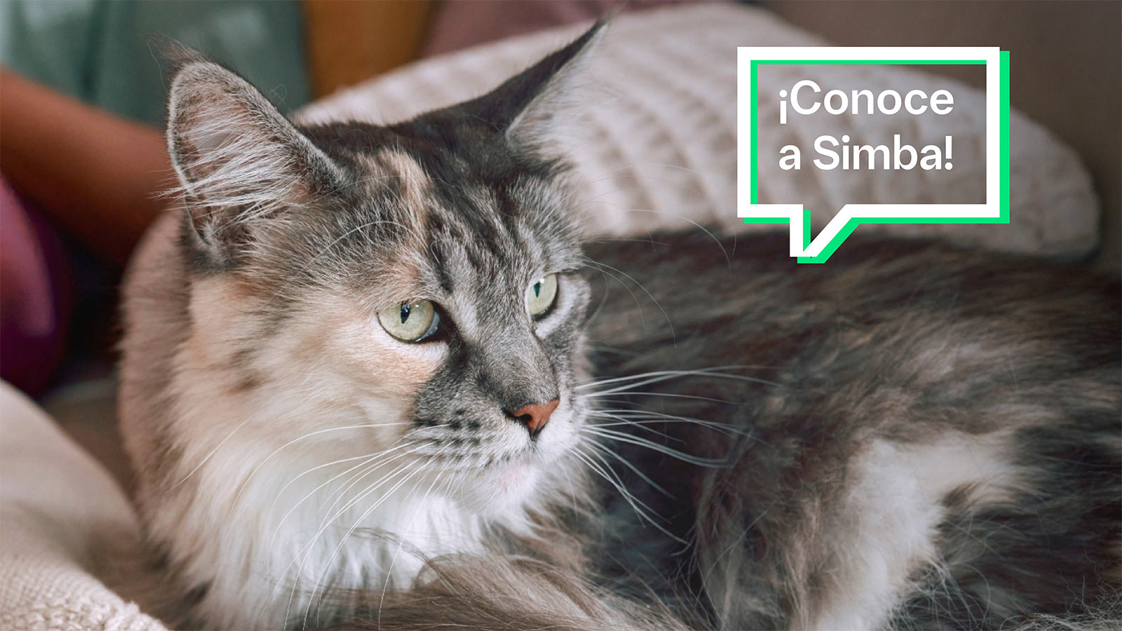 Enfermedad Renal Crónica en gatos: No dejes que sea una batalla perdida | Boehringer Ingelheim ES