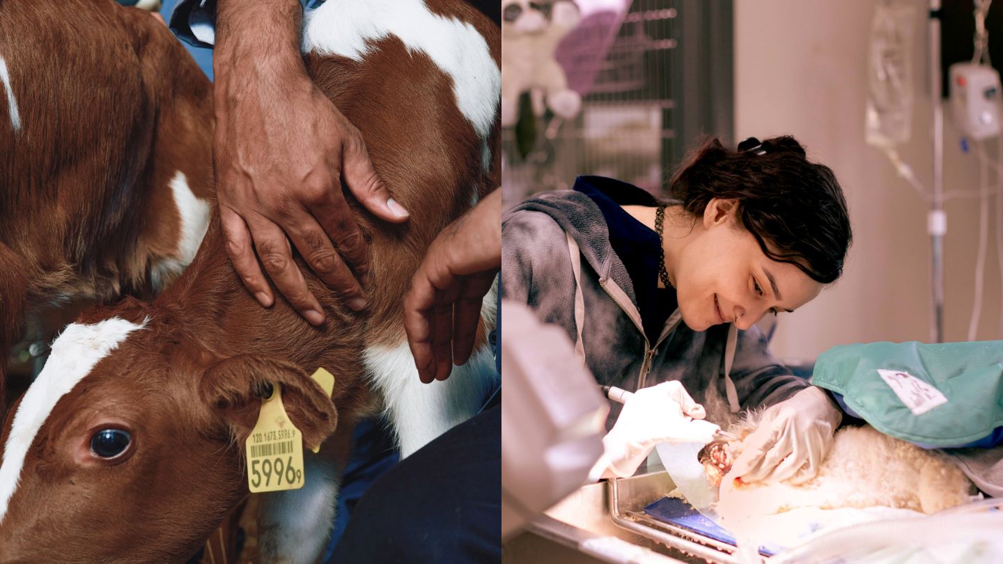 Cat owners, here’s how to make veterinary check-ups less stressful ...