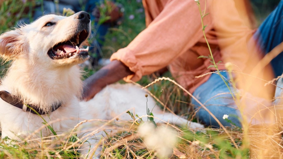 Animal Health Partnering | Boehringer Ingelheim