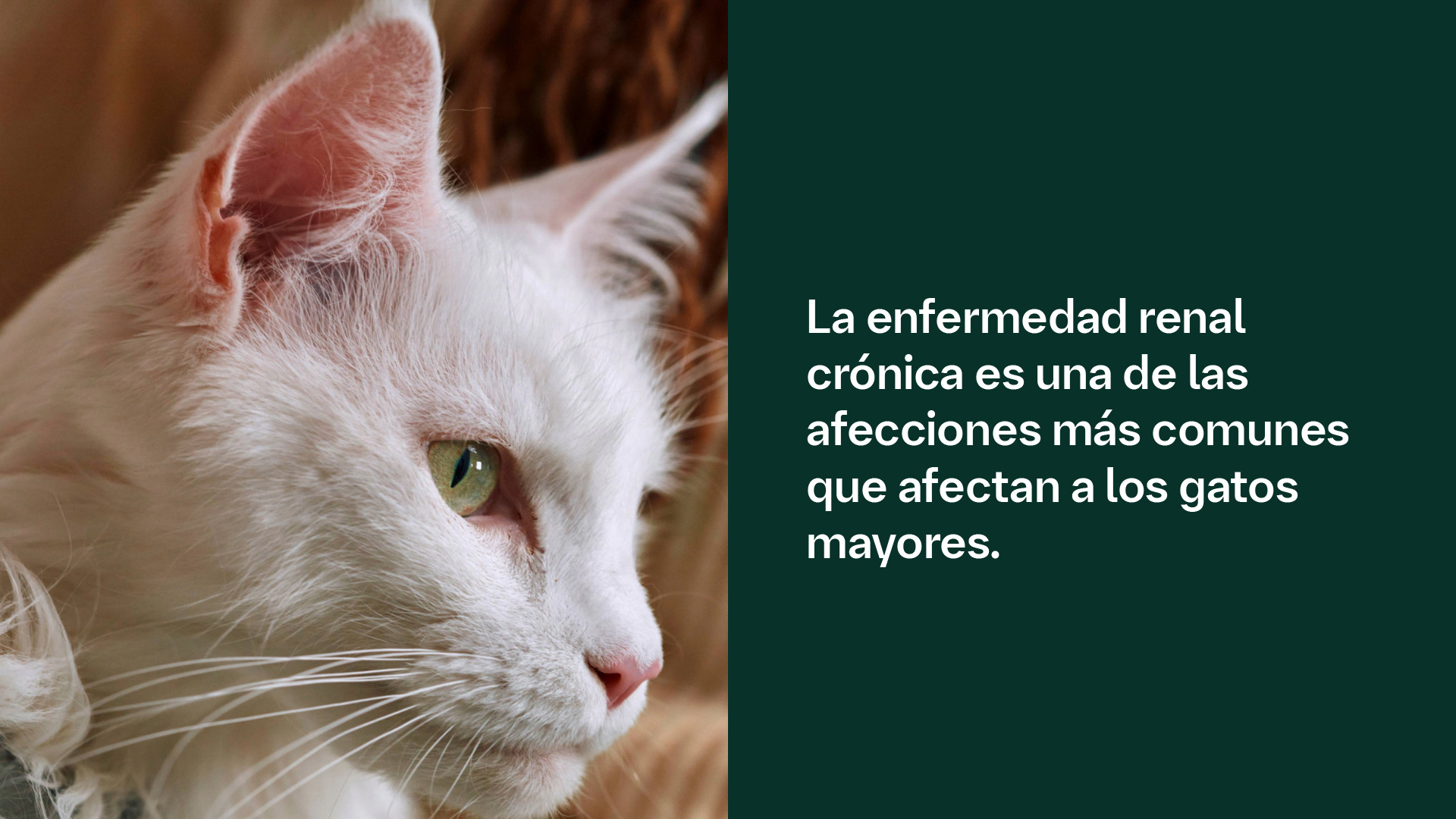 Enfermedad renal crónica: No dejes que sea una batalla perdida ...