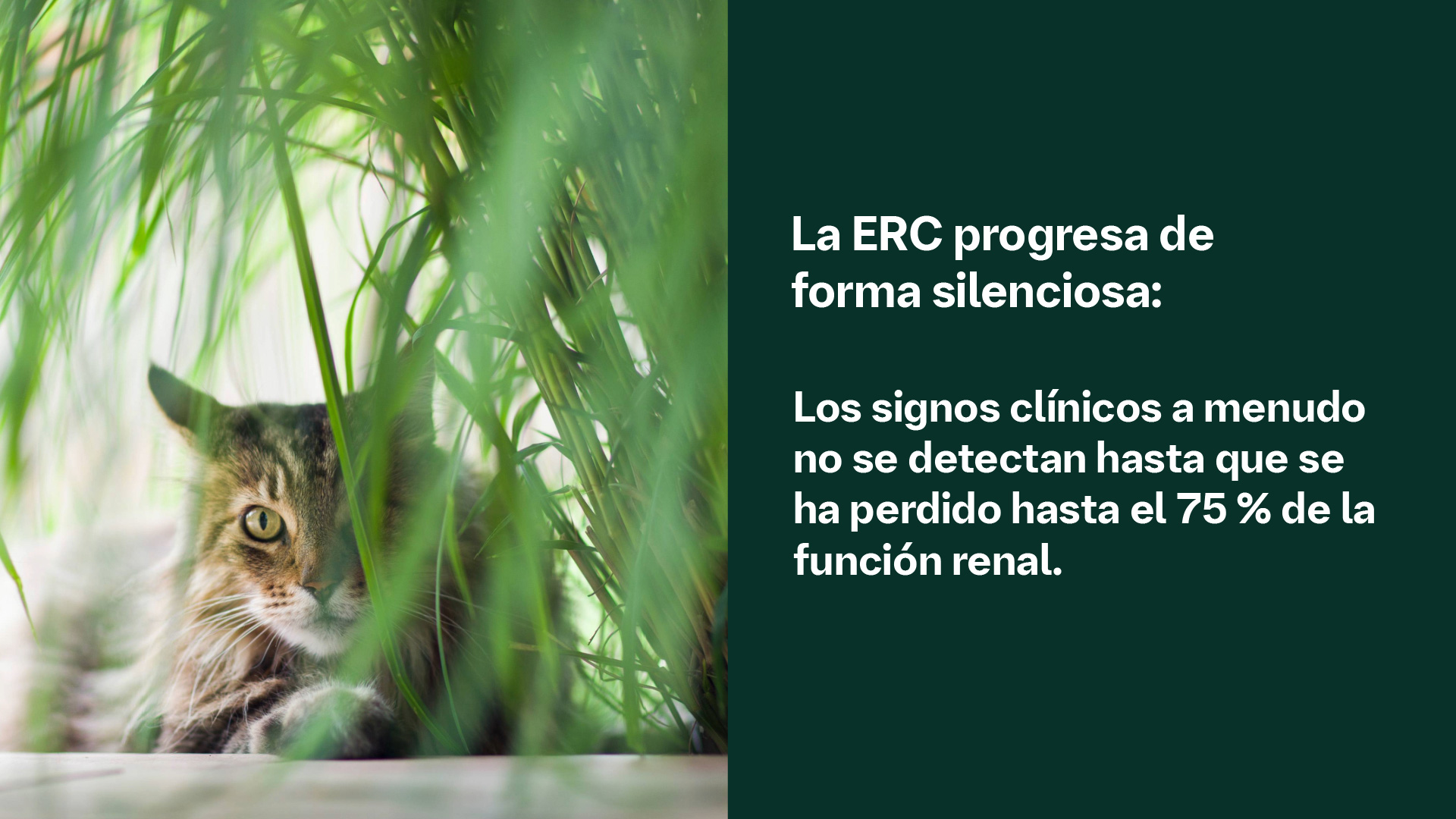 Enfermedad renal crónica: No dejes que sea una batalla perdida ...
