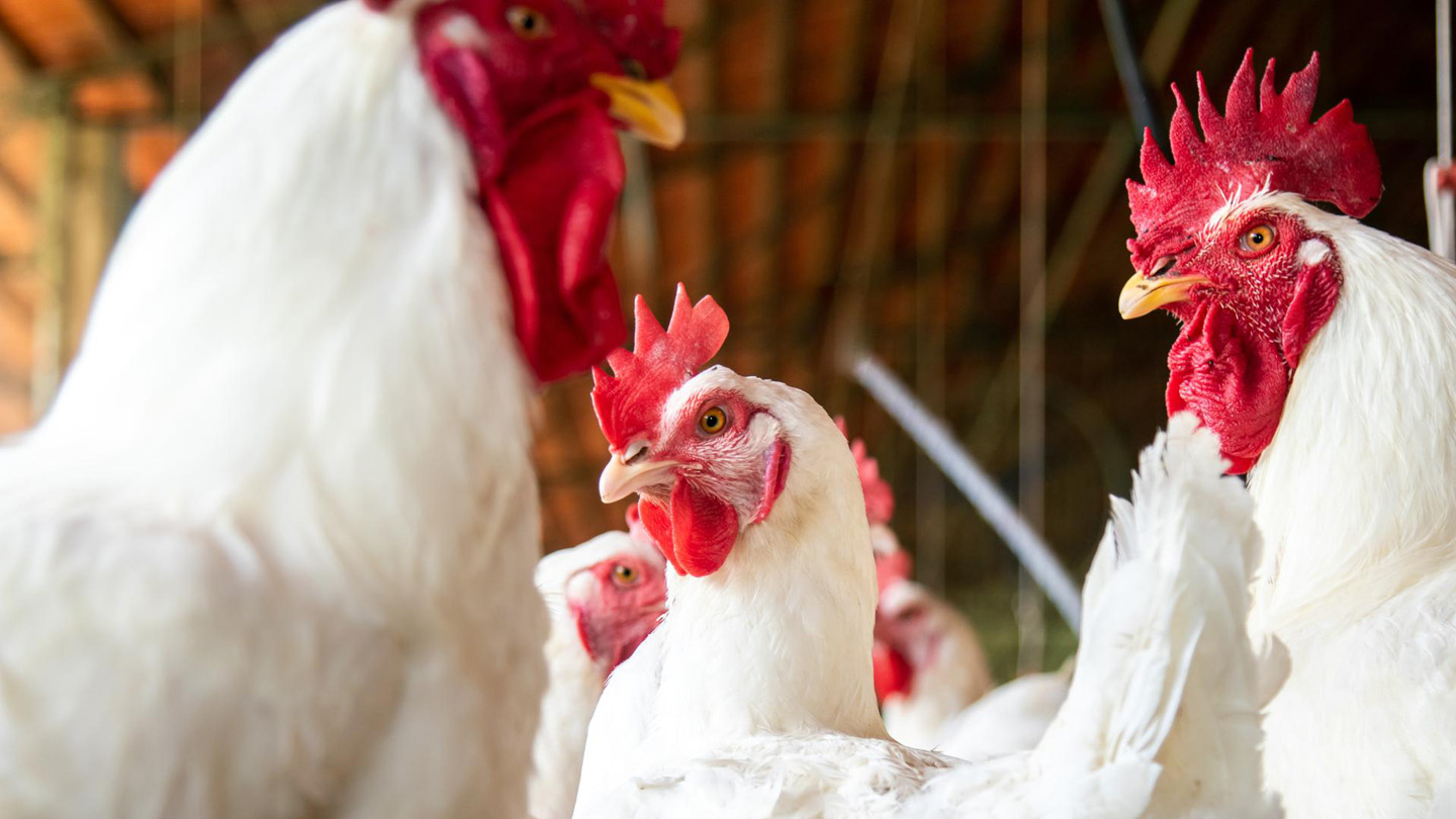 Launch new trivalent poultry vaccine protection against H5 avian ...