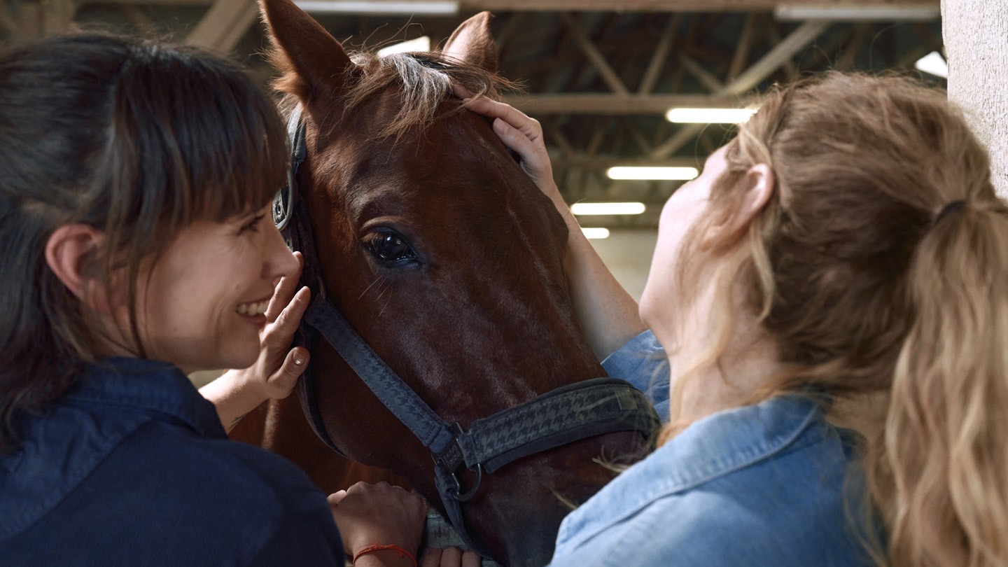 The life stages of a horse | Boehringer Ingelheim