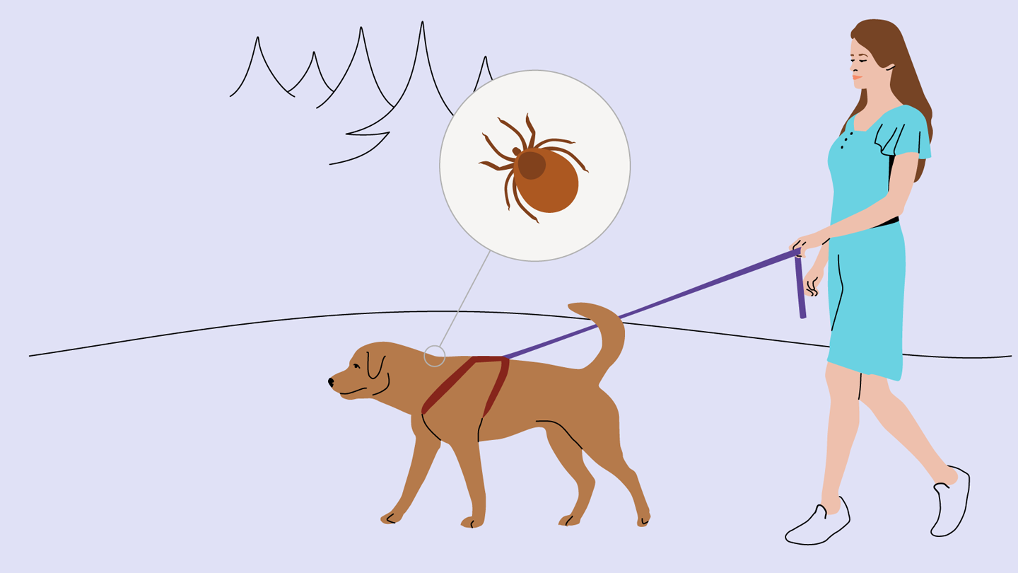 Dog parasites: What you should know | Boehringer Ingelheim