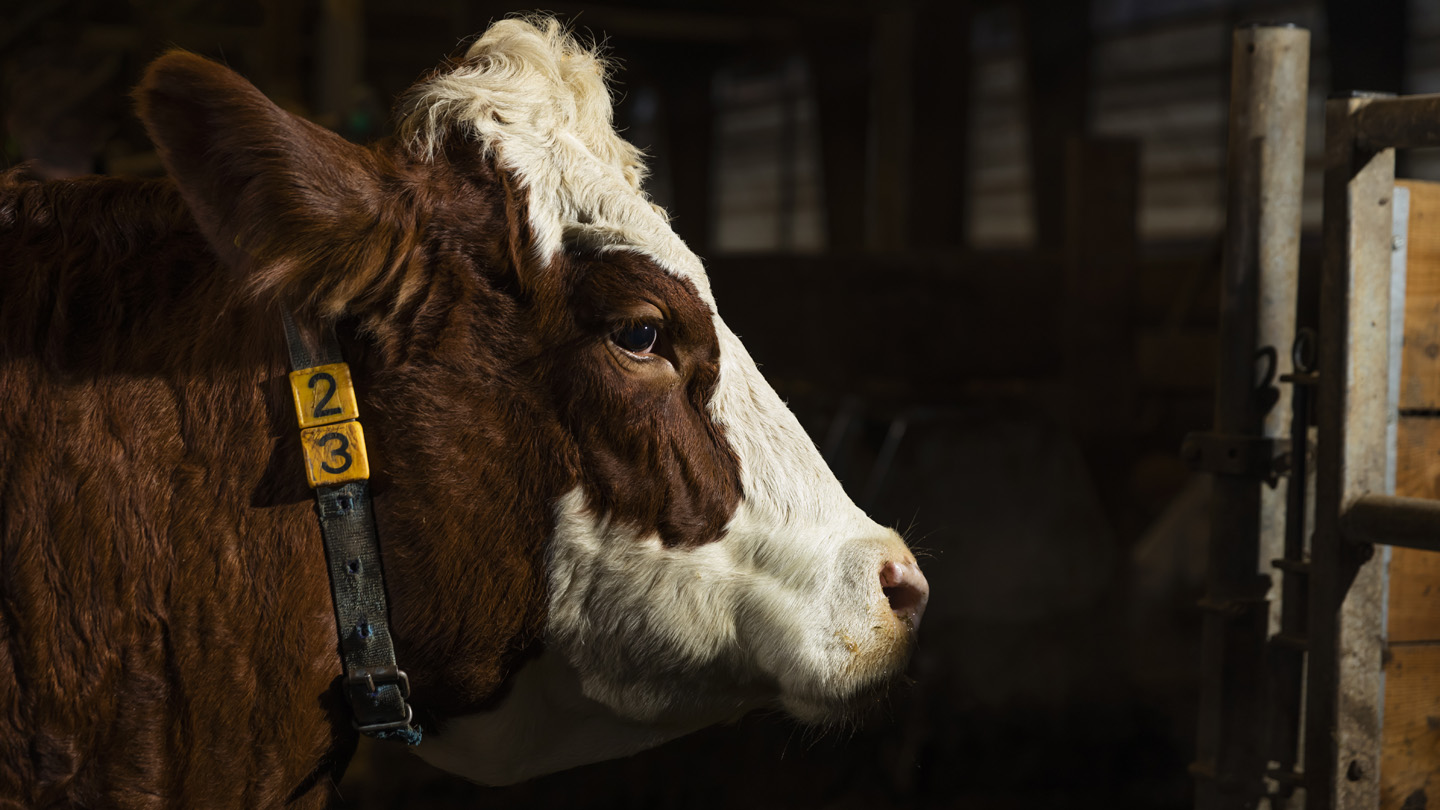 Mastitis in cows: risks, early signs, and prevention tips | Boehringer ...