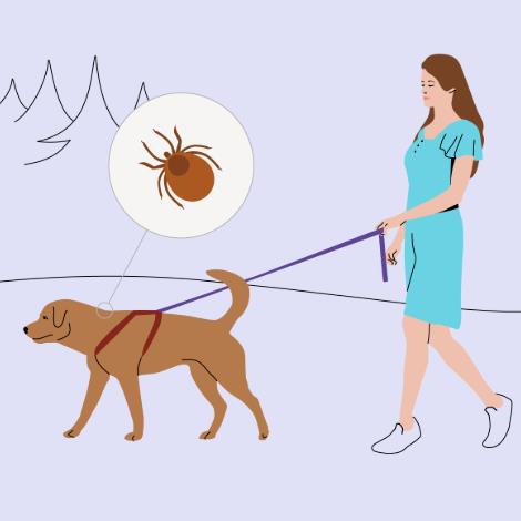 Dog parasites: What you should know | Boehringer Ingelheim