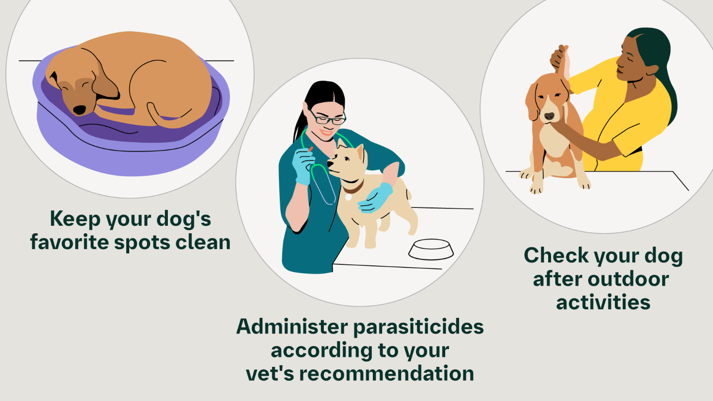 Dog parasites: What you should know | Boehringer Ingelheim