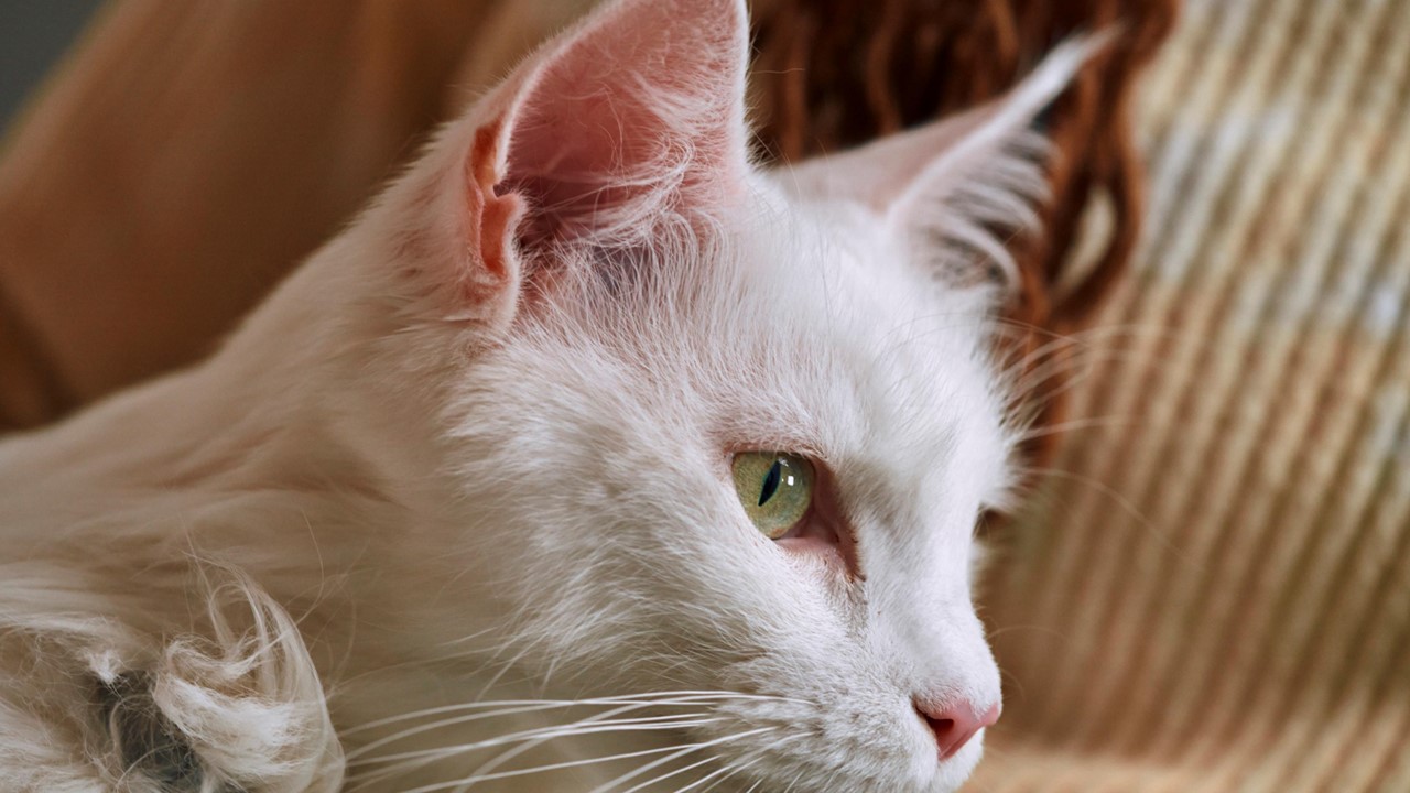 PUREVAX® RCPCH+FeLV | Boehringer Ingelheim