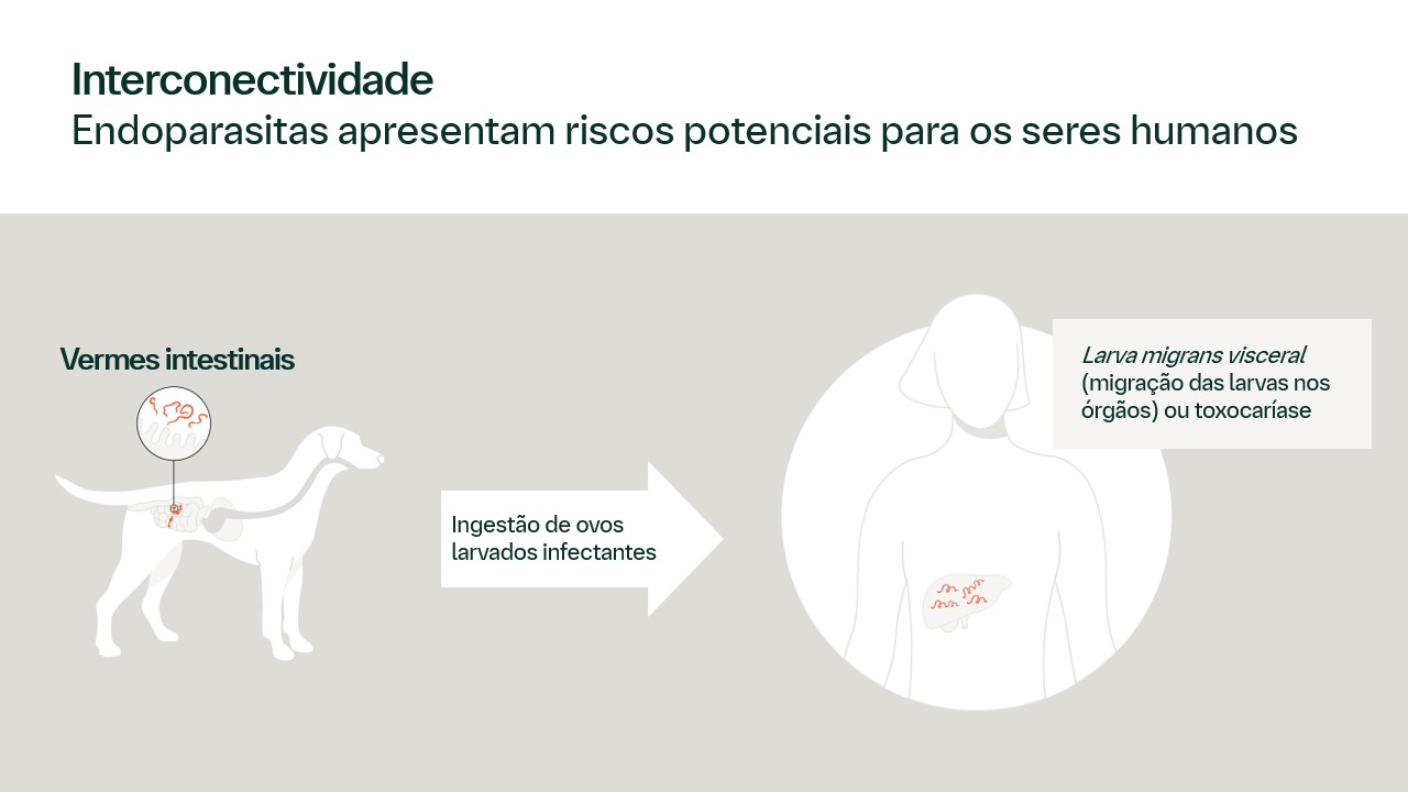 Vermes intestinais em cães e gatos: cinco fatos importantes ...