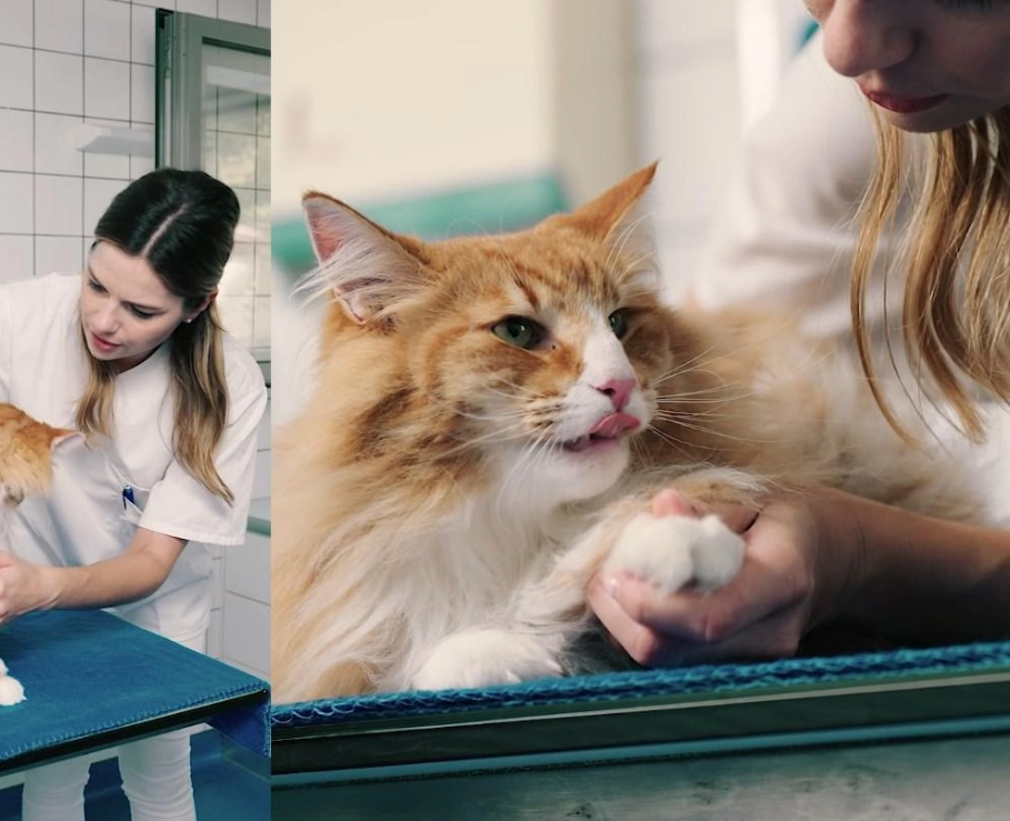 Cat care tips for vets: How to de-stress cats at the clinic ...