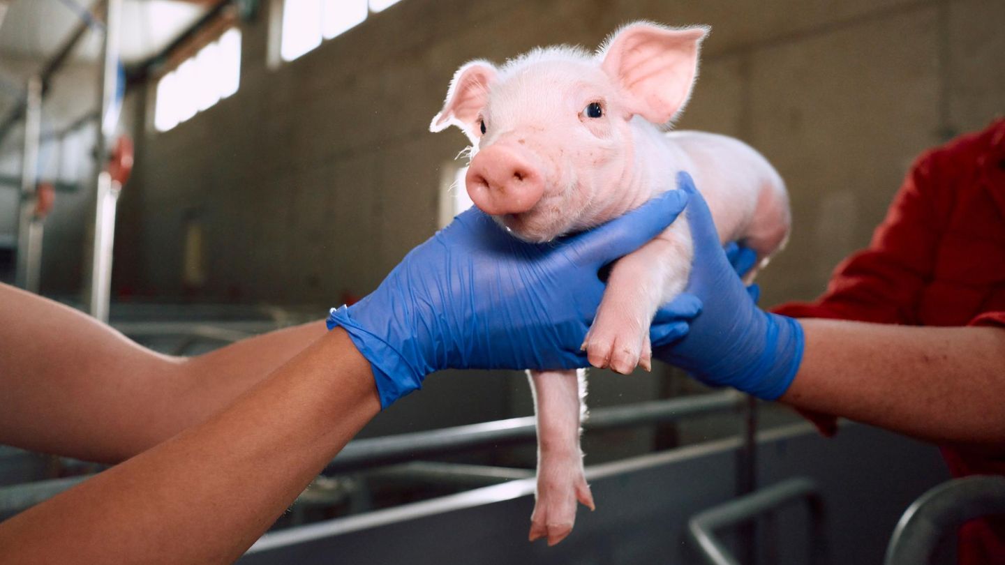 Vaccines | Animal Health | Boehringer Ingelheim US