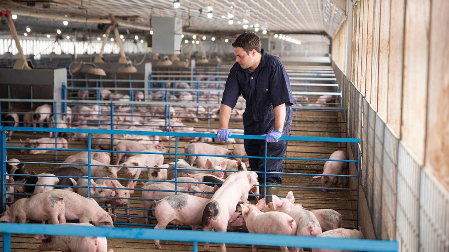 Livestock: Swine Vaccines & Medicine | Boehringer Ingelheim US