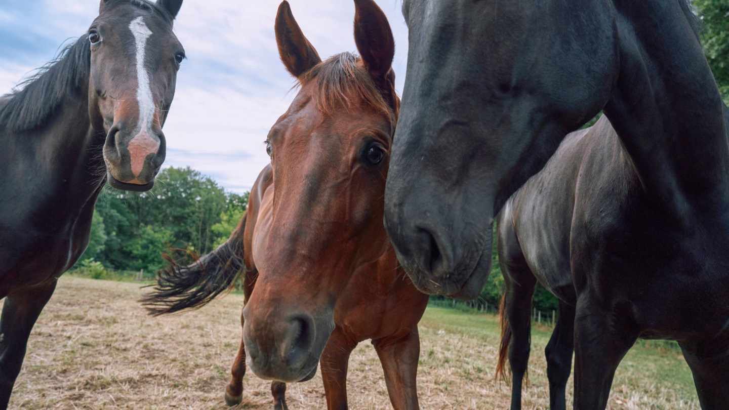 The life stages of a horse | Boehringer Ingelheim AT