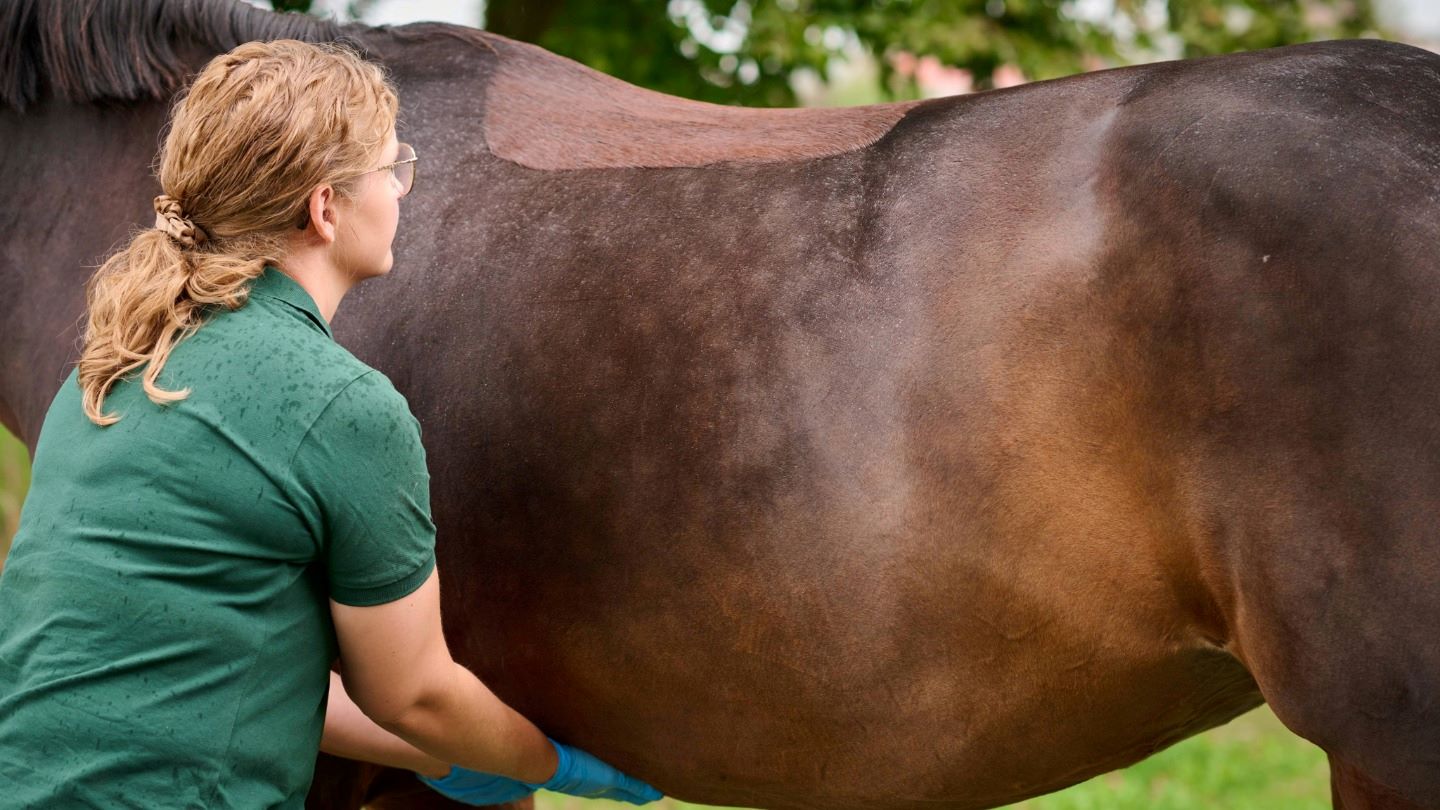 Understanding equine pain | Boehringer Ingelheim