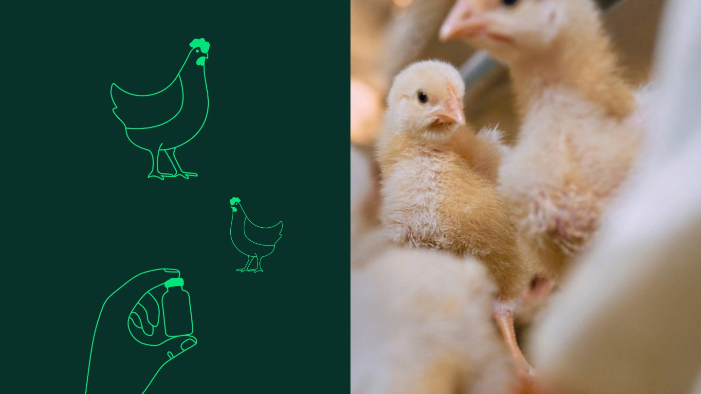 Boehringer Ingelheim obtains two EU CVMP positive opinions for avian ...