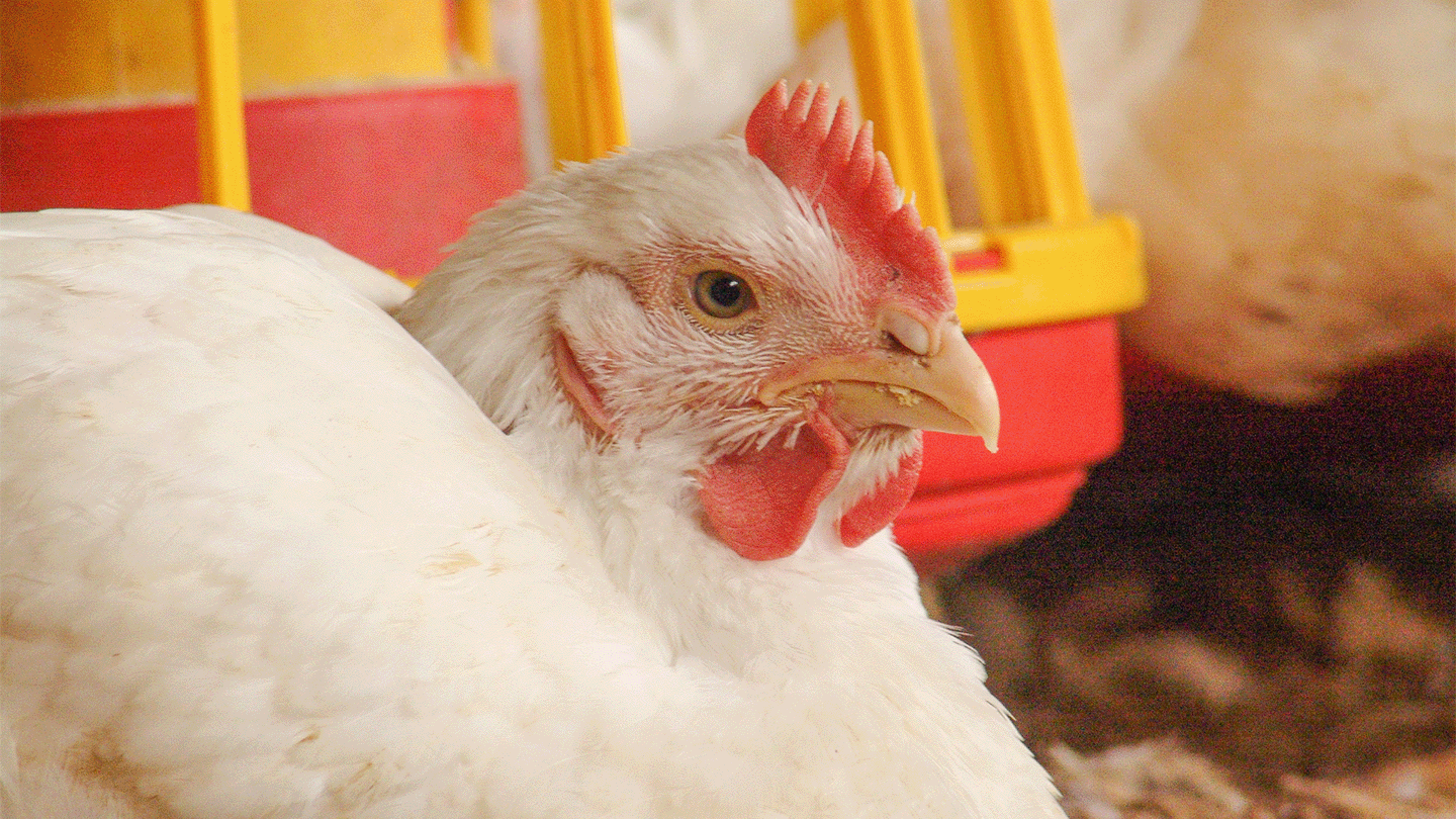 Queda na produção de ovos? A laringotraqueíte pode ser a culpada ...