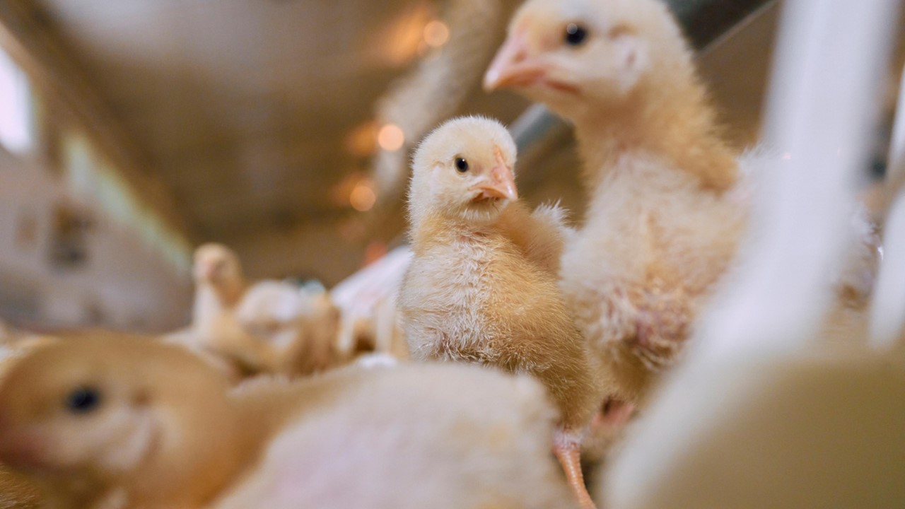 Boehringer Ingelheim lança suplemento de cálcio para combater ...