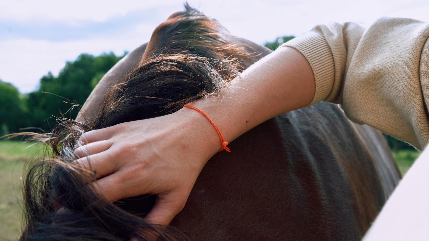 Understanding equine pain | Boehringer Ingelheim