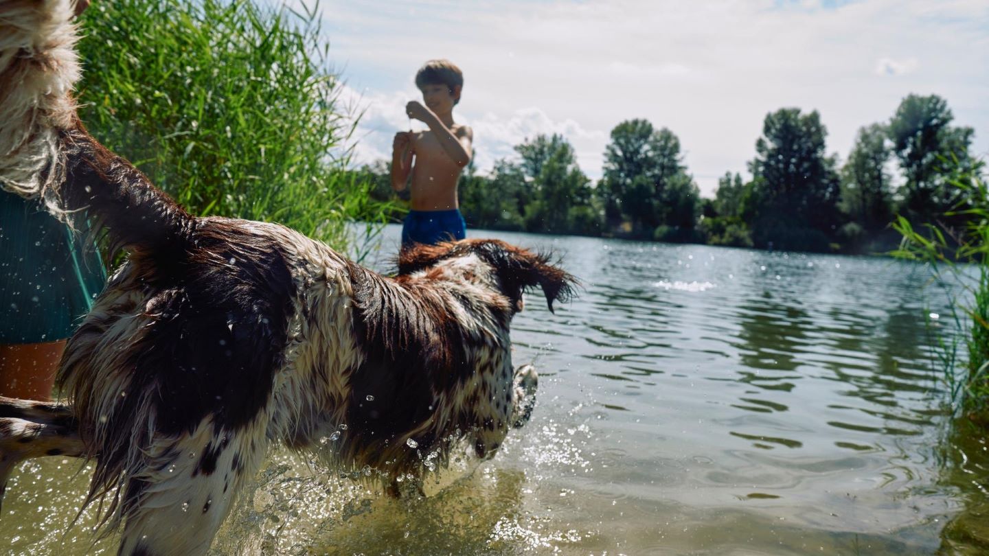 Tierarzneimittel | Haustiere | Boehringer Ingelheim DE