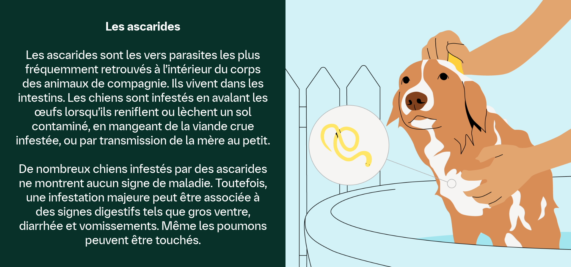 Tout ce que vous devez savoir sur les parasites du chien | Boehringer ...