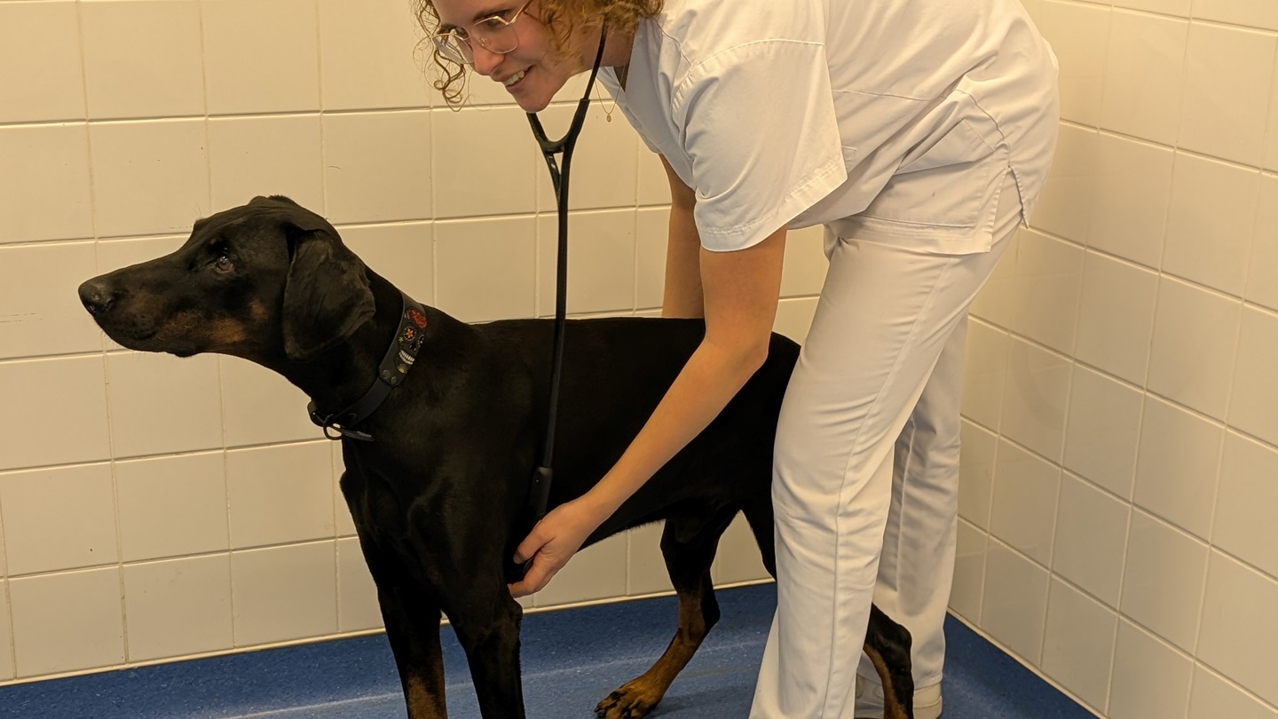 AI Tool Detects Heart Murmurs in Dogs for Early Care | Boehringer Ingelheim