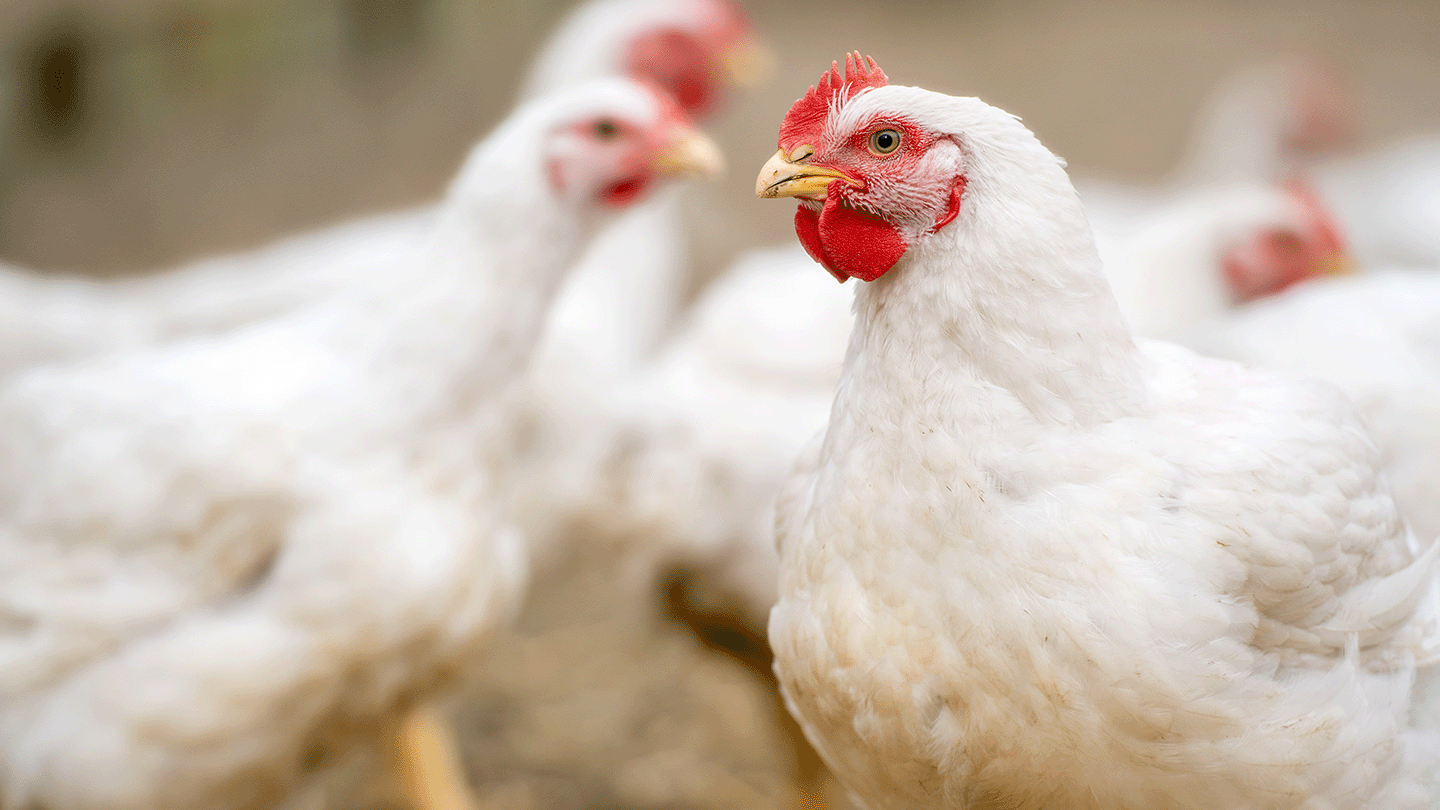 Doença de Marek: por que o controle é tão necessário? | Boehringer ...