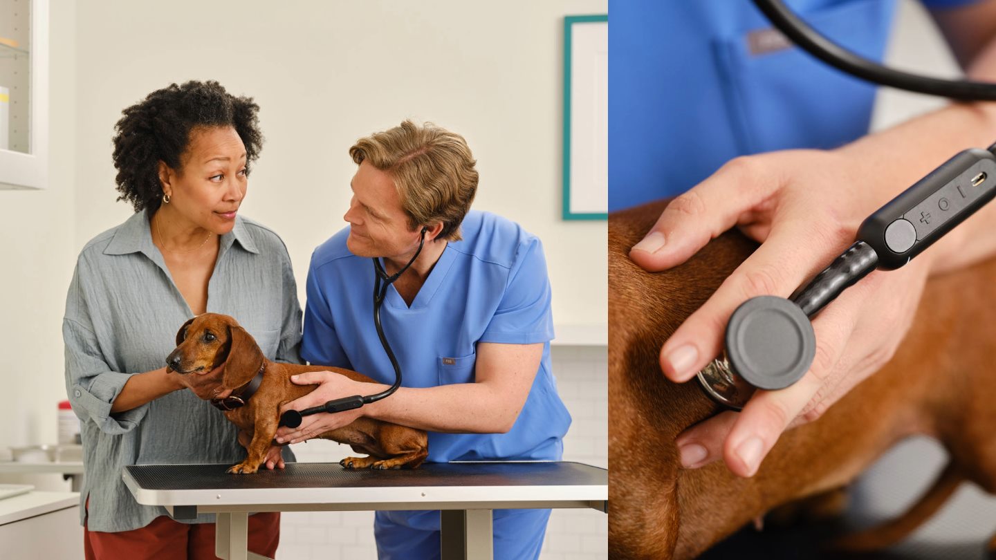 AI Tool Detects Heart Murmurs in Dogs for Early Care | Boehringer Ingelheim