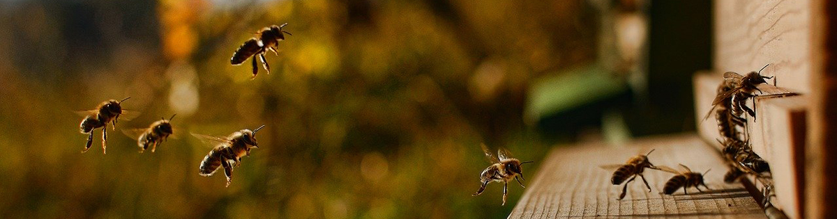 Animal Welfare through environmental sustainability | Boehringer Ingelheim