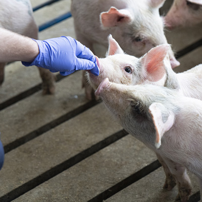 Vaccines - Animal Health | Boehringer Ingelheim