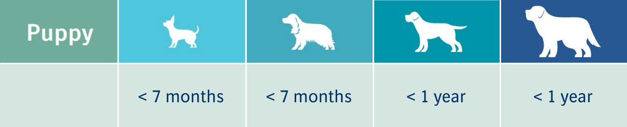 Different life stages dogs preventive health | Boehringer Ingelheim