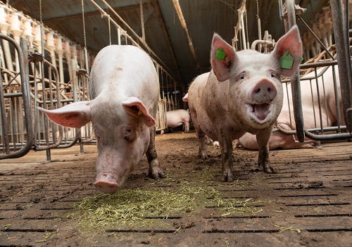 TwistPak Mixing platform for swine vaccines | Boehringer Ingelheim