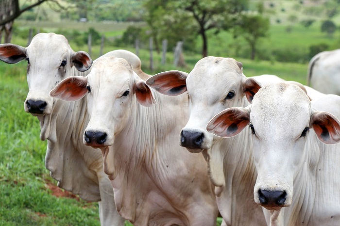 Mastitis dairy cows prevent antibiotic resistance | Boehringer Ingelheim