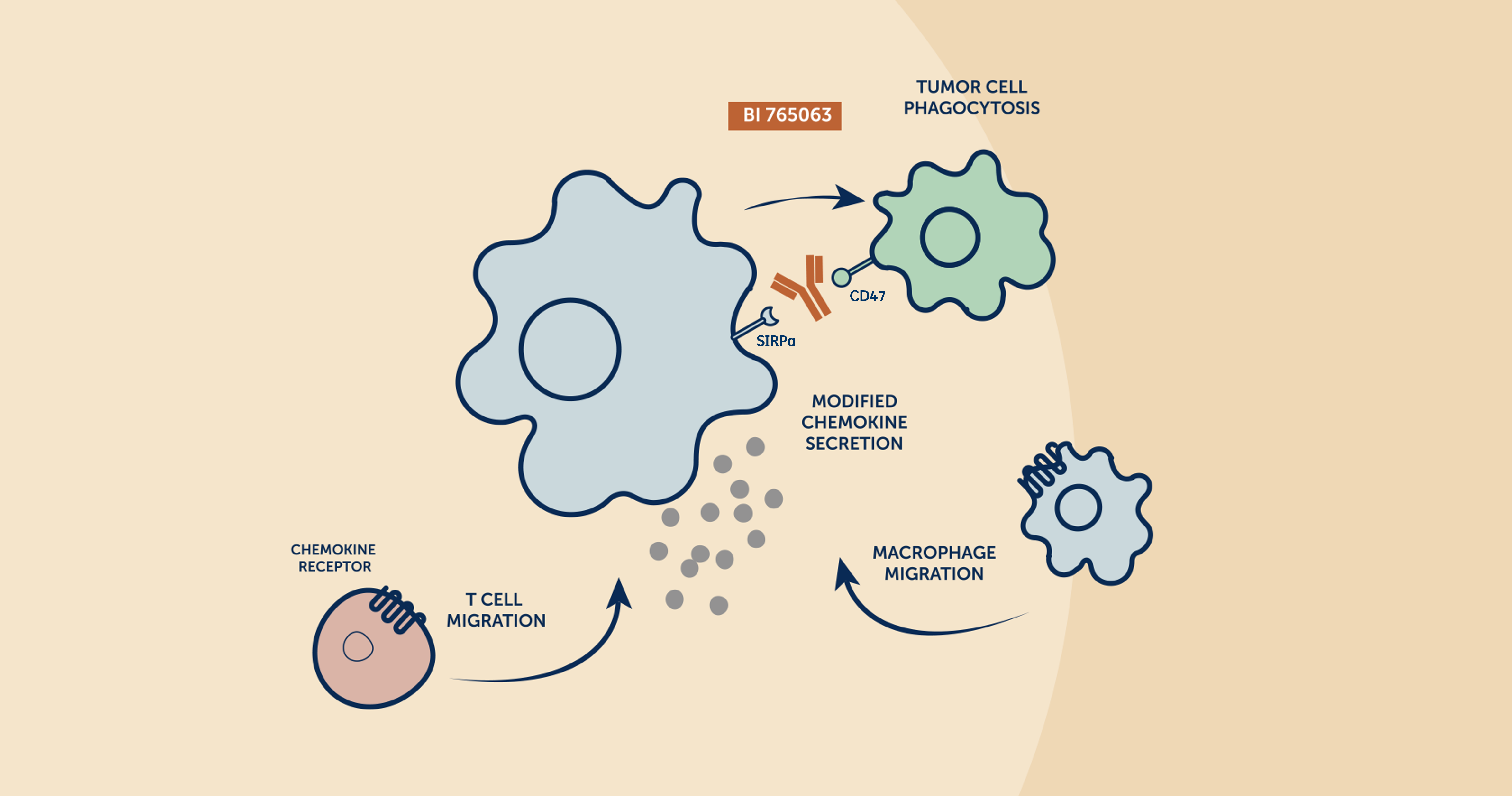 SIRPα Cancer Immunology Research | Boehringer Ingelheim