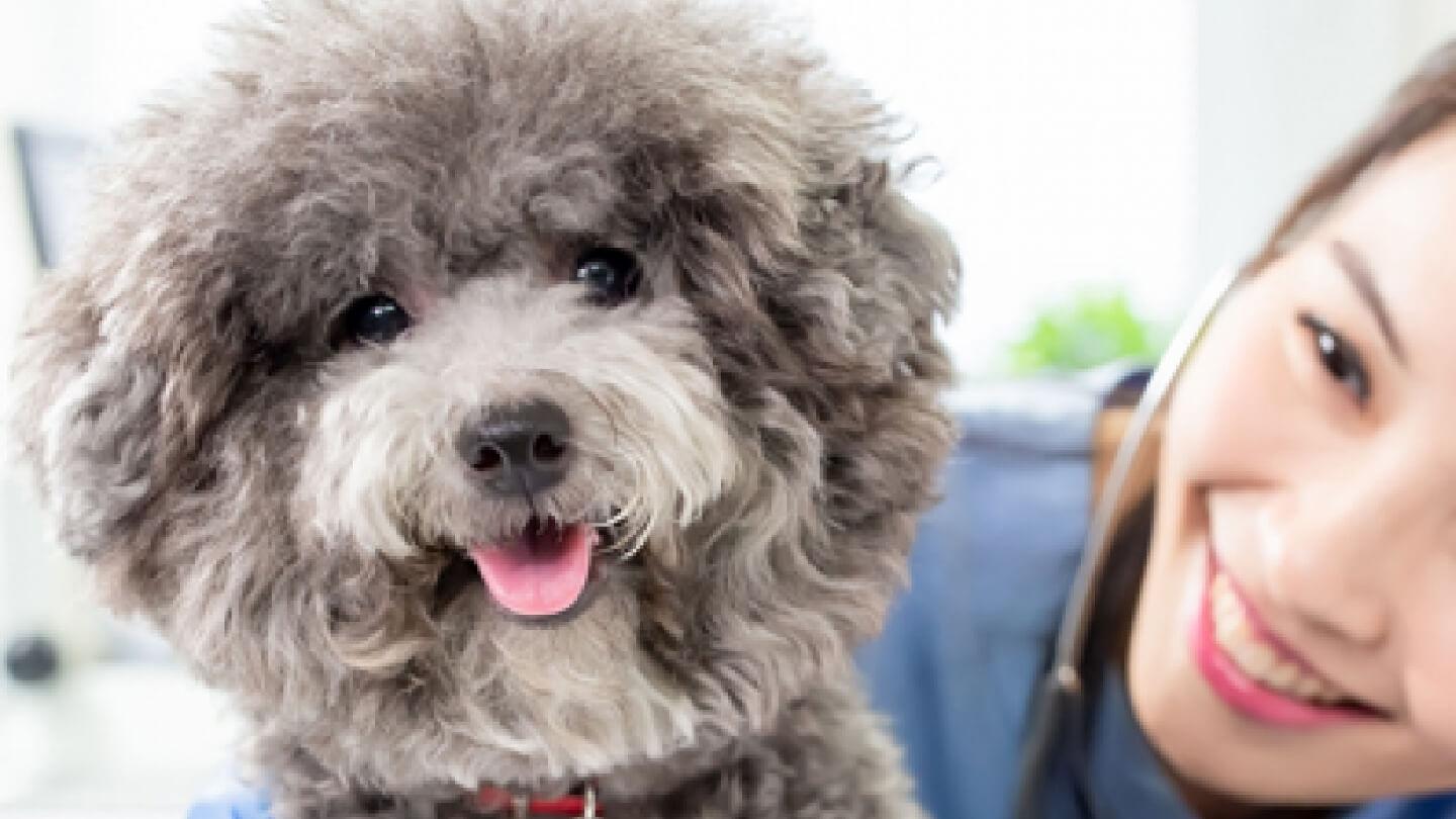 Die Lebensphasen Ihres Hundes | Boehringer Ingelheim