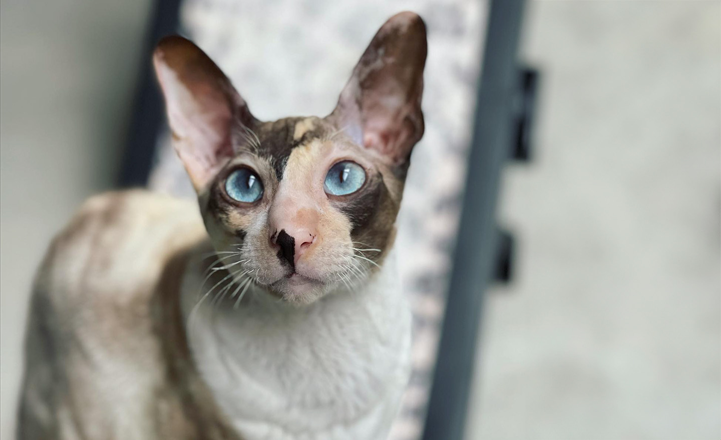 Interconnected: The deep bond between cats and cat owners | Boehringer ...