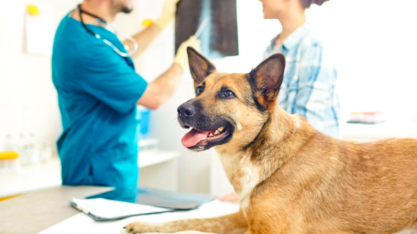 Nous nous soucions des animaux