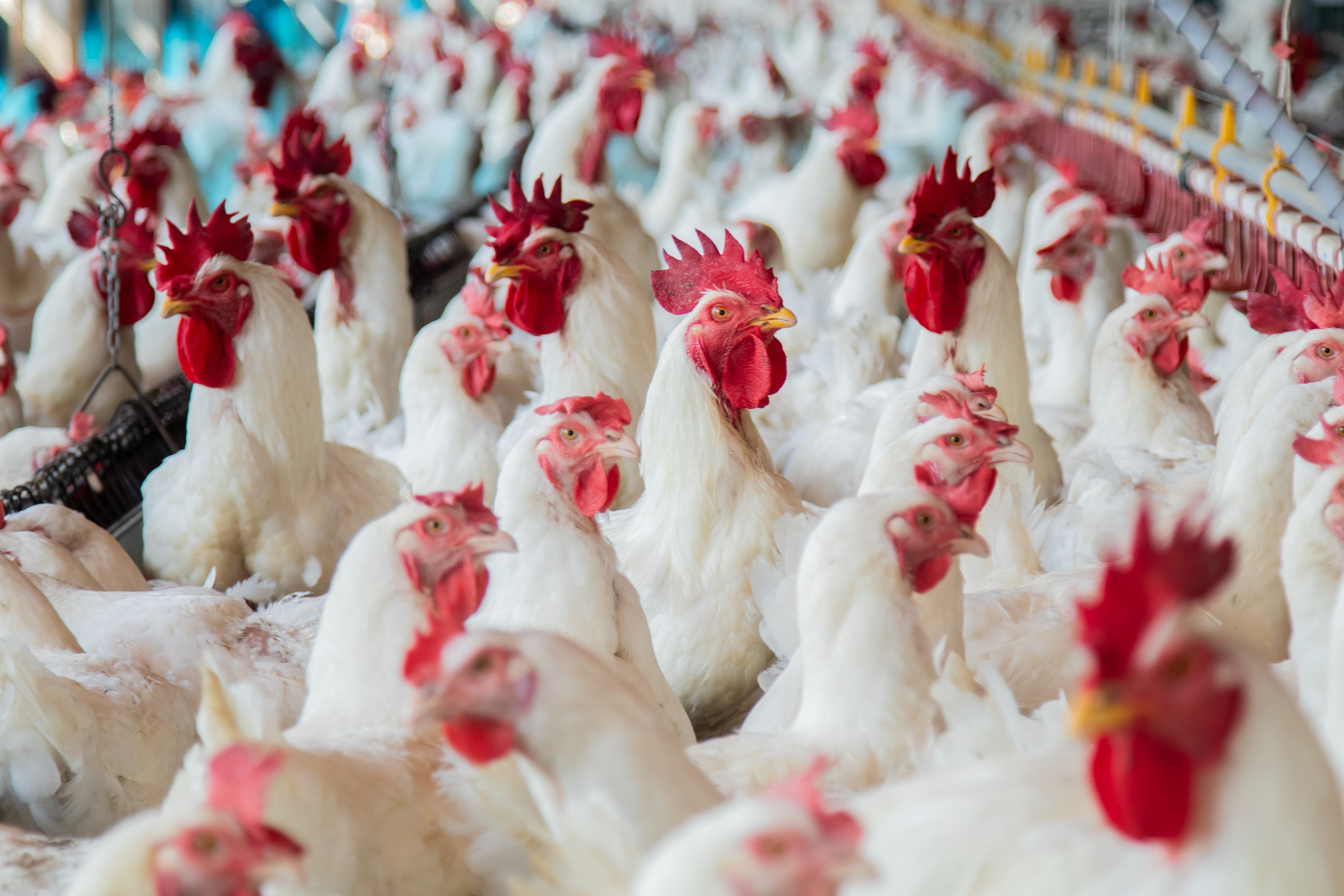 Poultry | Boehringer Ingelheim CA
