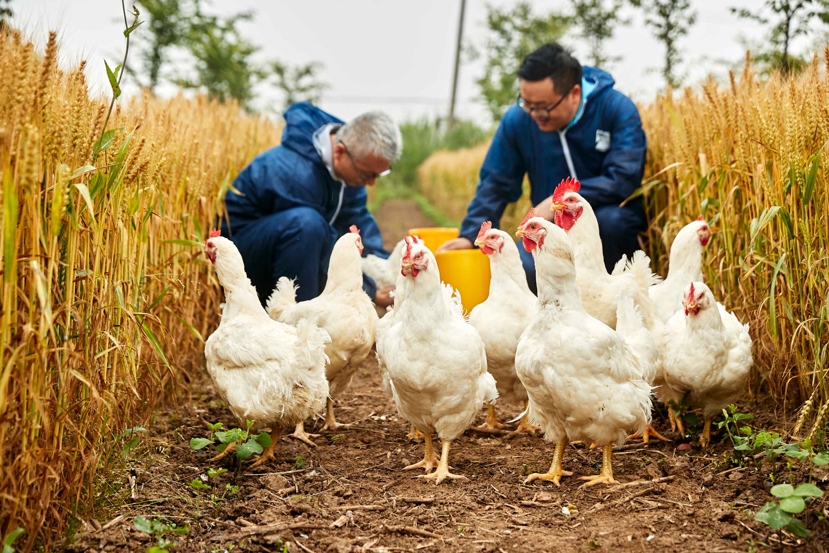 Poultry | Boehringer Ingelheim CA