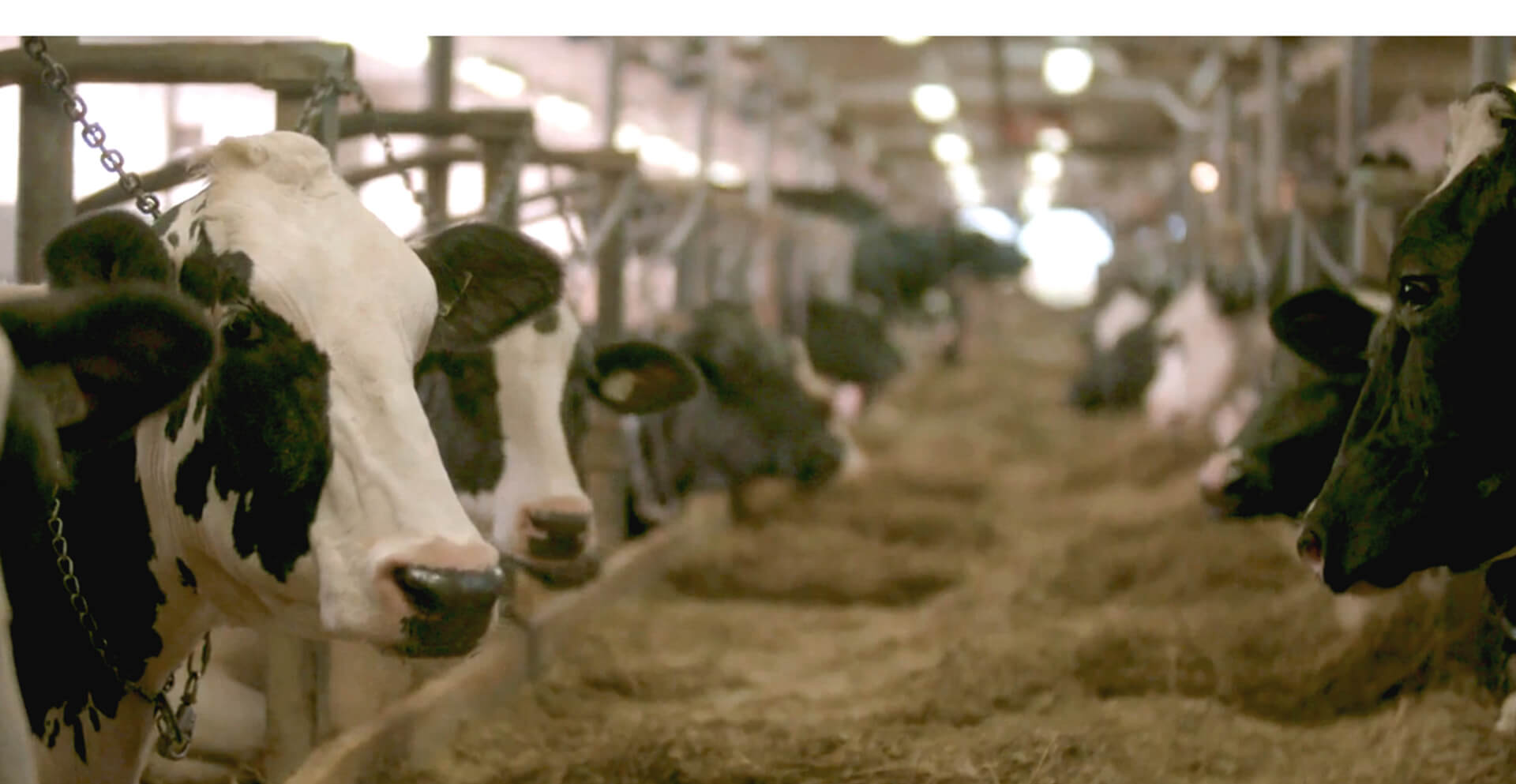 Bovine | Boehringer Ingelheim CA