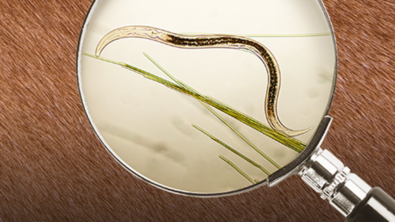 Treatment options for parasite control in cattle | Boehringer Ingelheim CA